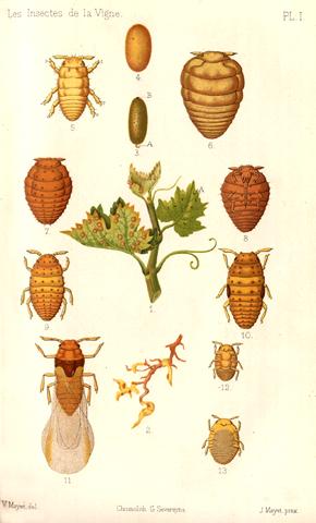 Extracts from Les insectes de la vigne.